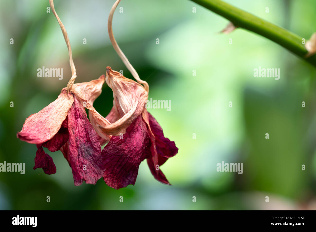 Withered flowers hi-res stock photography and images - Alamy
