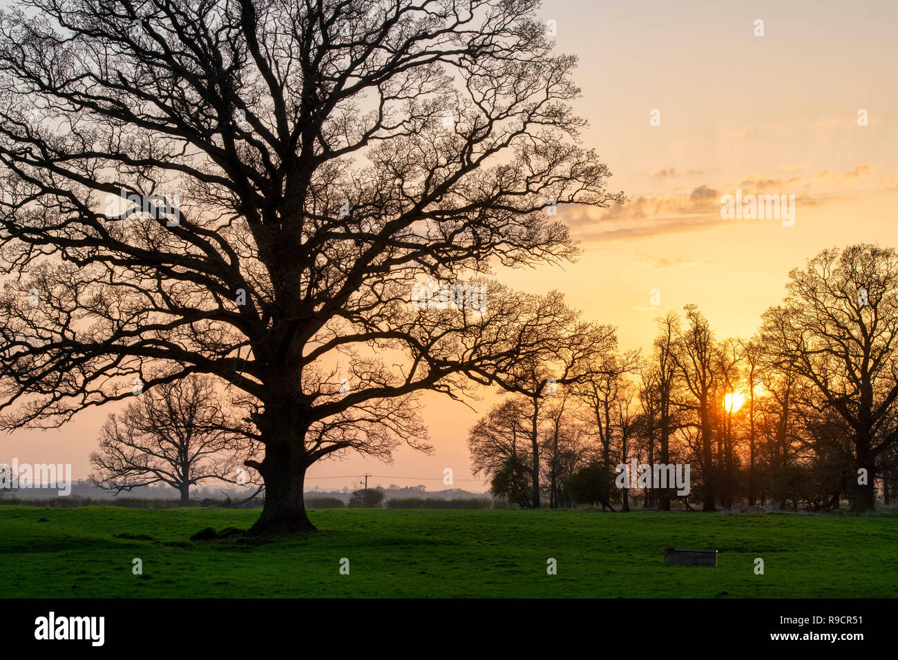 Quercus robur. Winter sunset oak tree in the english countryside. Kings ...