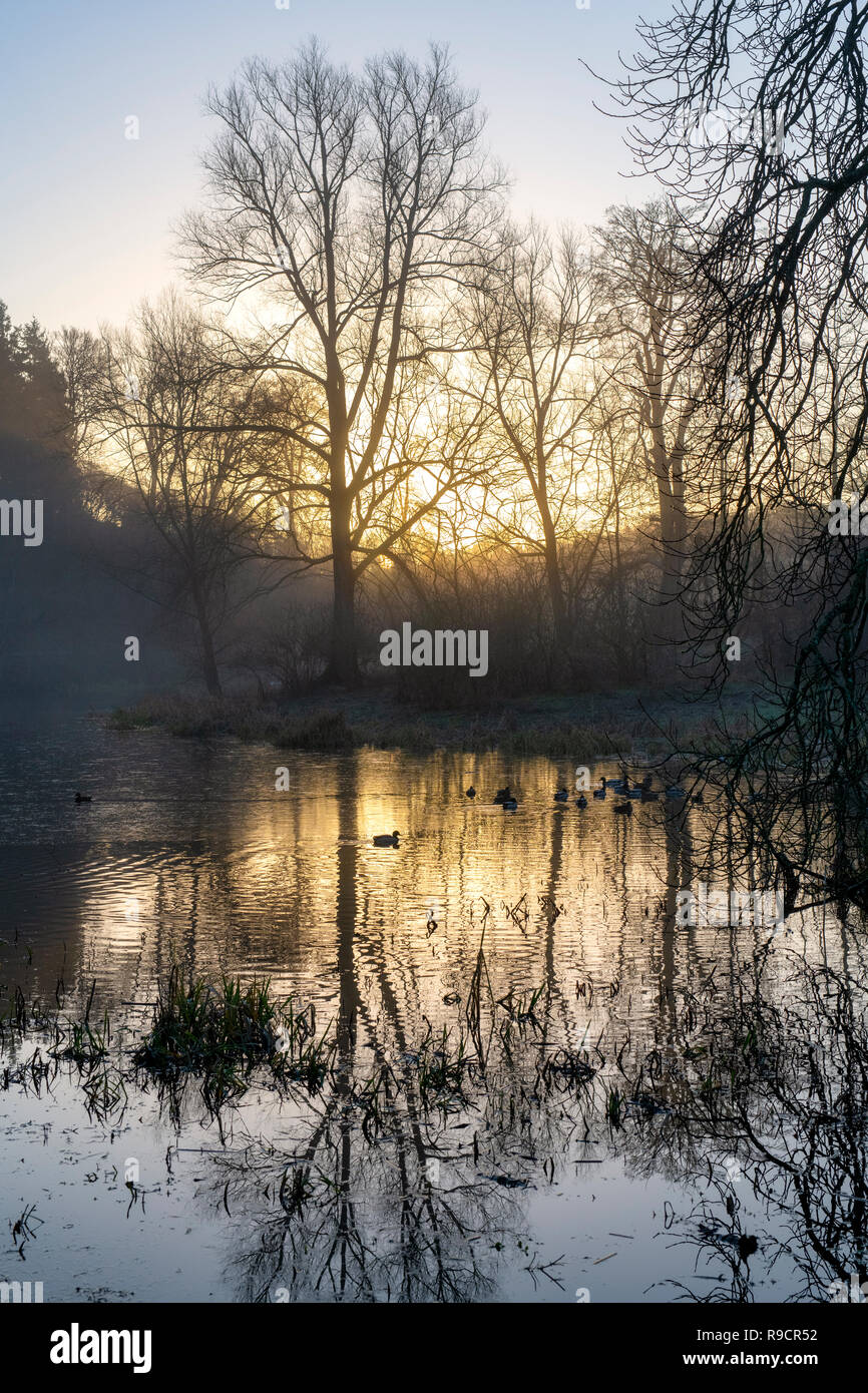 Winter trees and early morning mist in Blenheim park, Woodstock ...