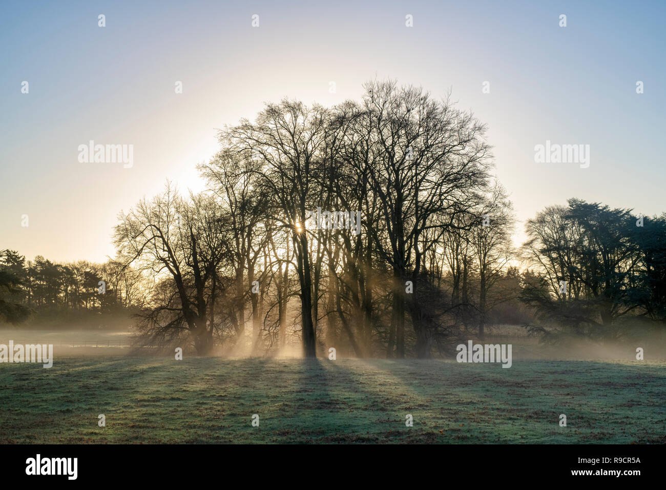 Winter trees and early morning mist in Blenheim park, Woodstock ...