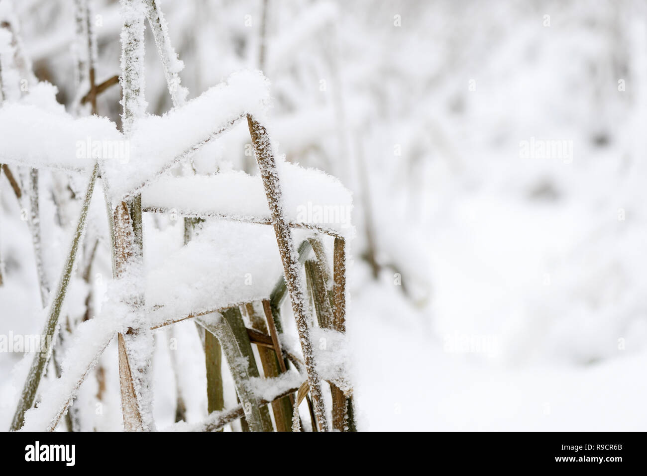 Fluffy snow on dry grass in the winter forest close up Stock Photo - Alamy