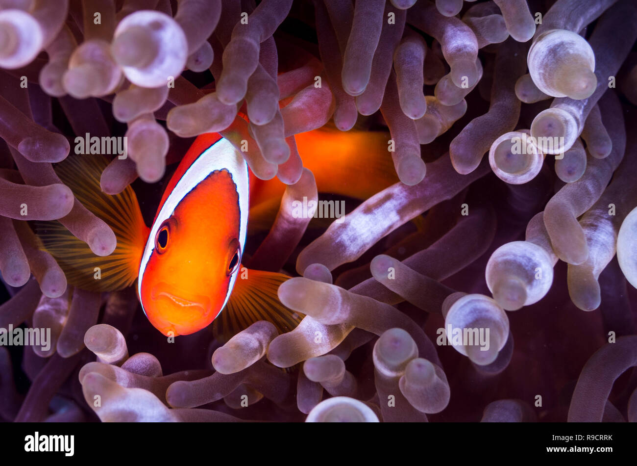 Tomato anemonefish Amphiprion frenatus with Bulb-tentacle sea anemone ...