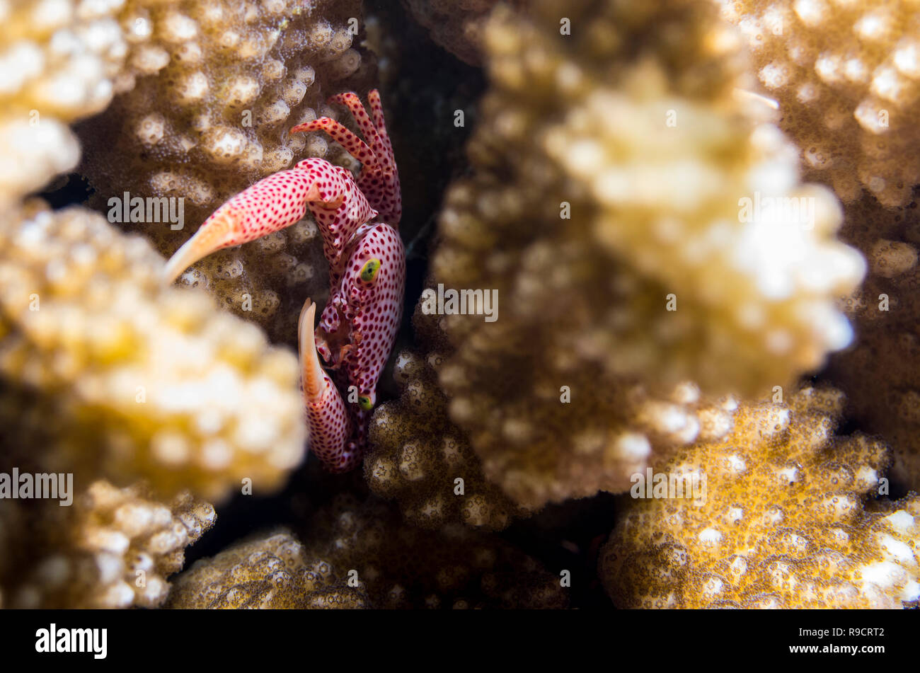Coral crab / Guard crab Trapezia rufopunctata amongst Pocillopora stony ...