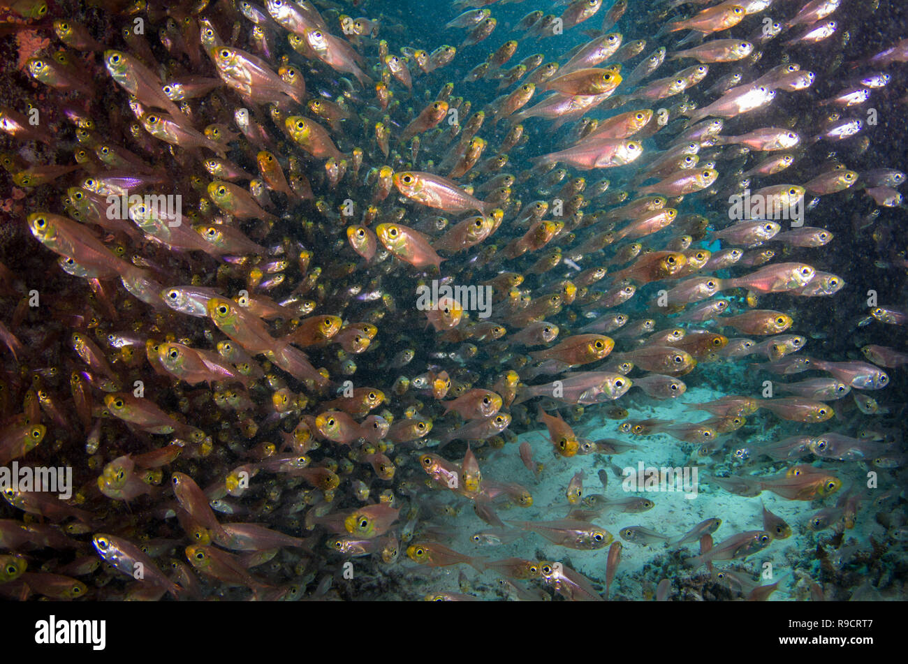 School of Parapriacanthus ransonneti Golden sweepers emerging from ...