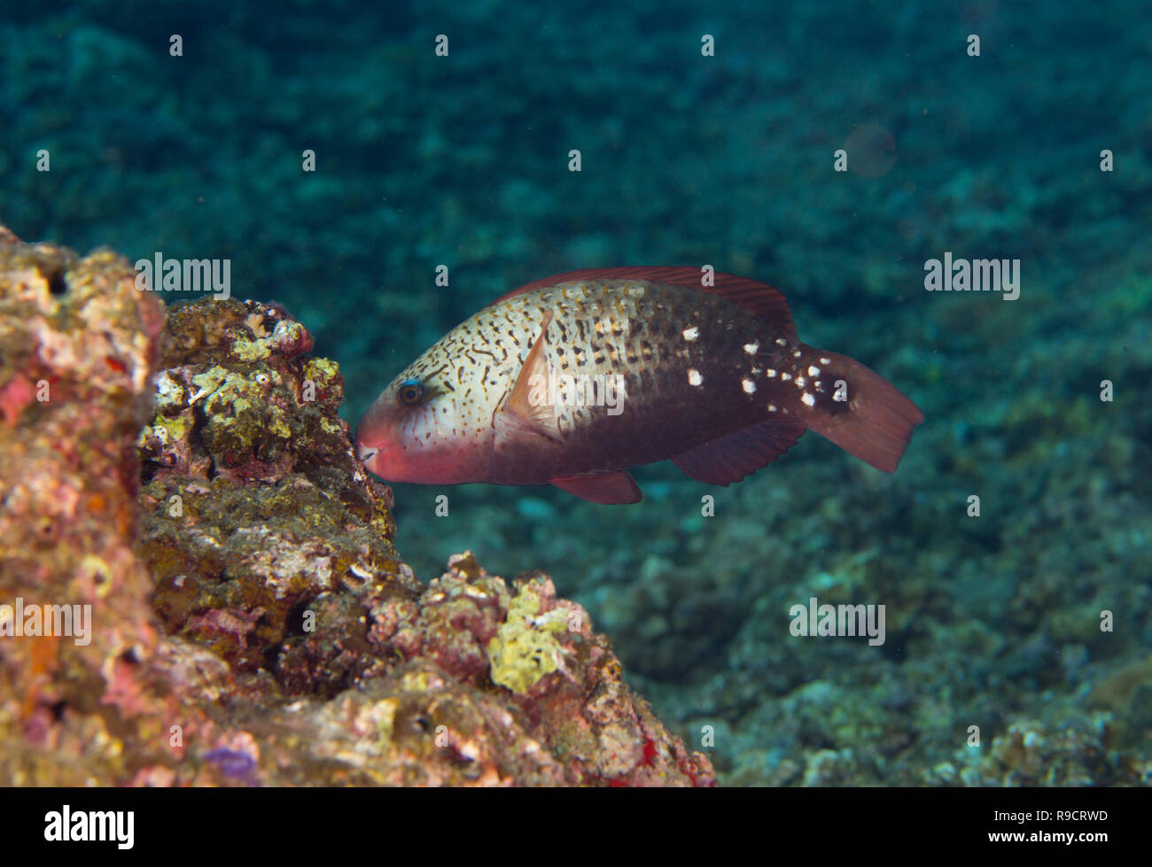 (Initial phase) Daisy parrotfish / Bullethead parrotfish, Chlorurus ...