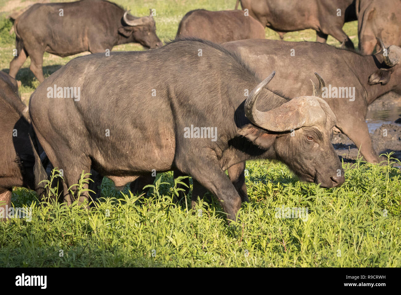Herd of African Cape buffalo Stock Photo - Alamy