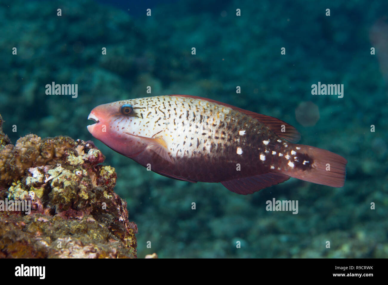 (Initial phase) Daisy parrotfish / Bullethead parrotfish, Chlorurus ...