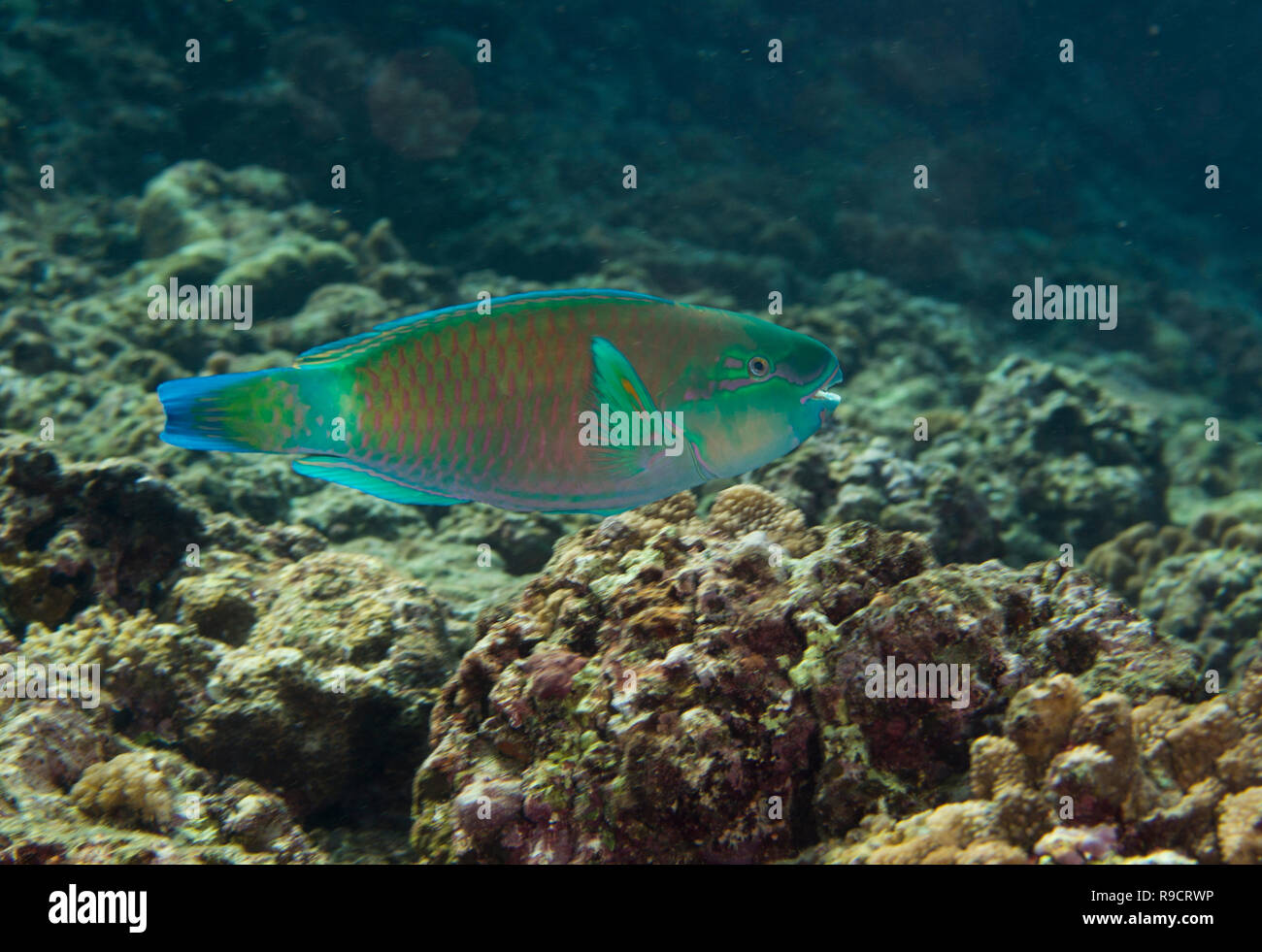 (Terminal phase) Daisy parrotfish / Bullethead parrotfish, Chlorurus ...