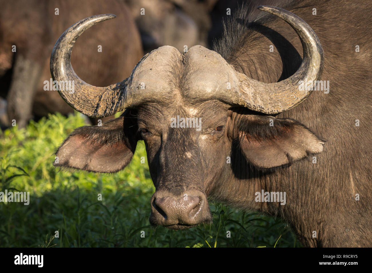 Portrait of young Cape buffalo Stock Photo - Alamy
