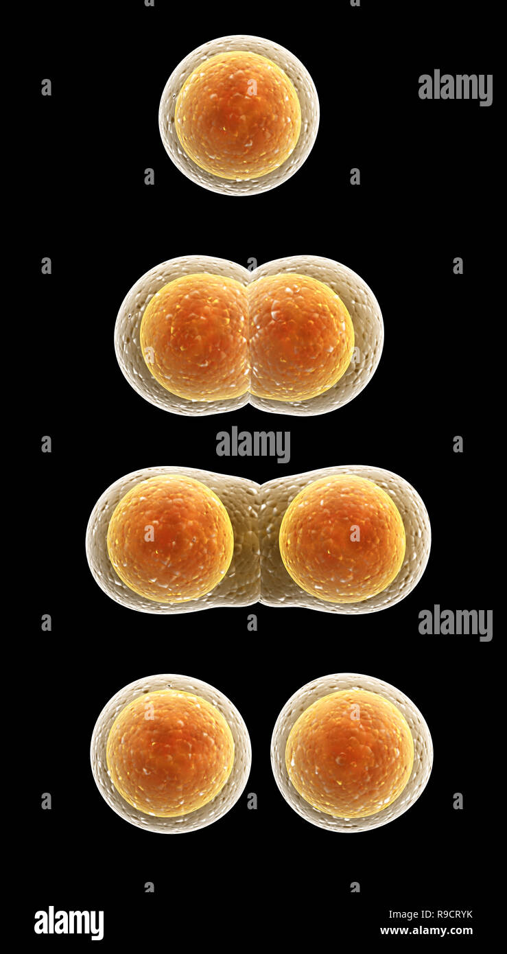 Process division of cell. Isolated on black background Stock Photo - Alamy