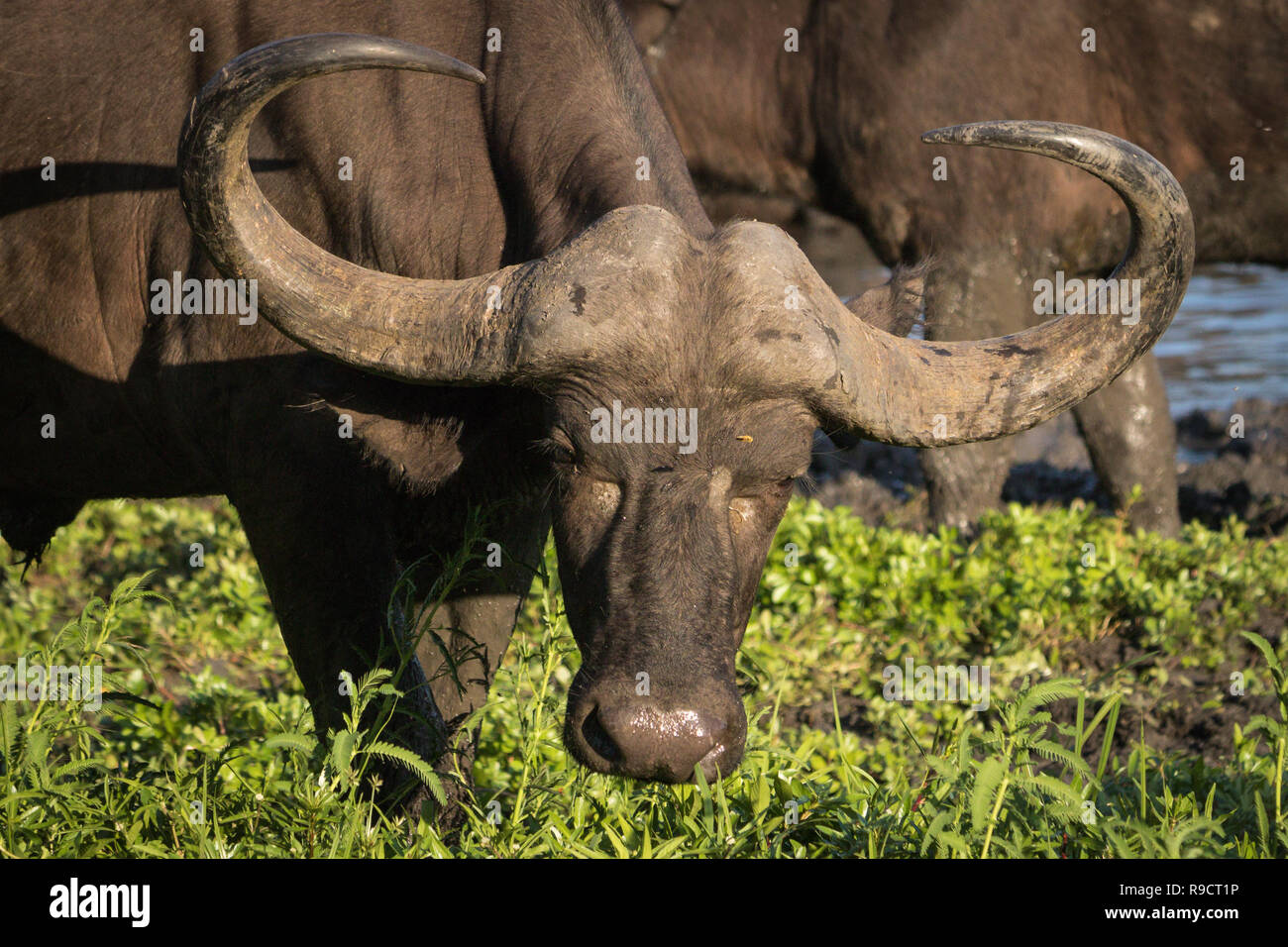 African big five animals hi-res stock photography and images - Alamy