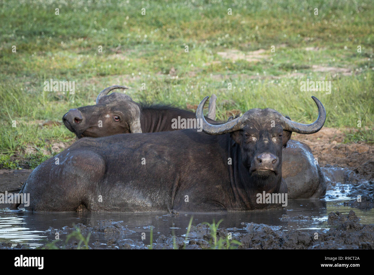 Female Cape buffalo enjoying cold water and mud of watering hole Stock ...