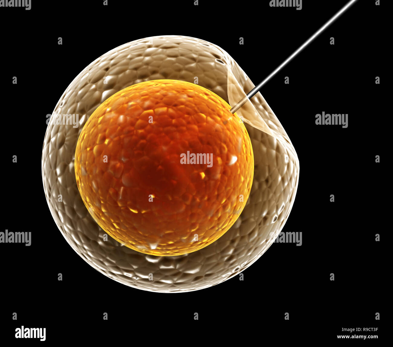 Cell injection - artificial insemination Stock Photo - Alamy