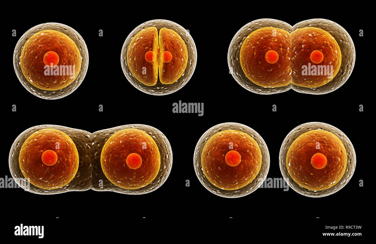 Process division of cell. Isolated on black background Stock Photo - Alamy