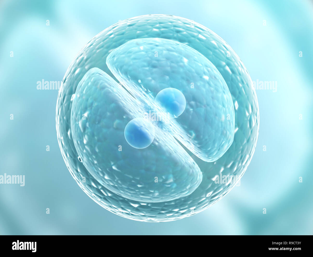Zygote cell division hi-res stock photography and images - Alamy