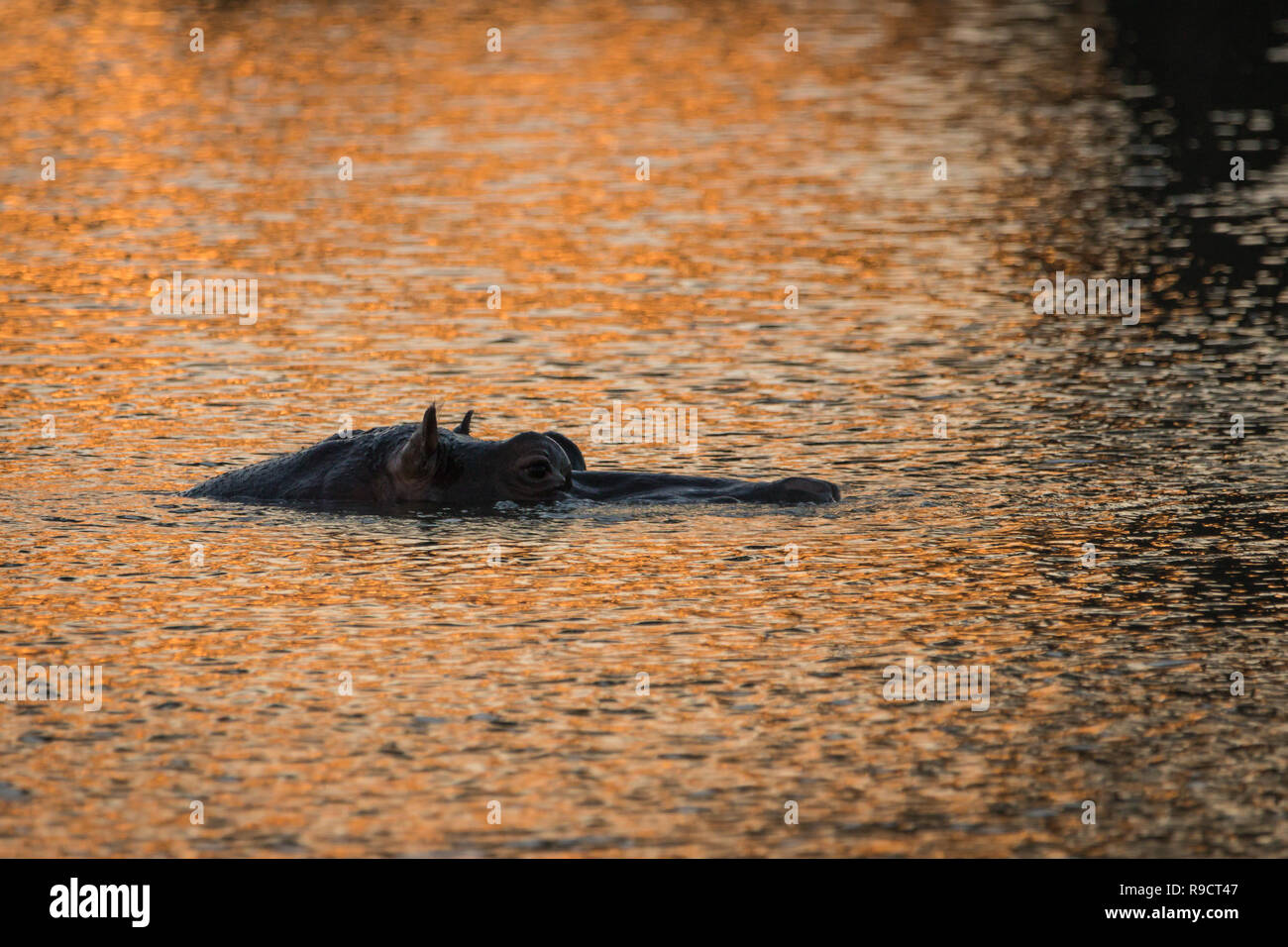 Lone hippo at sunset in body of water Stock Photo - Alamy