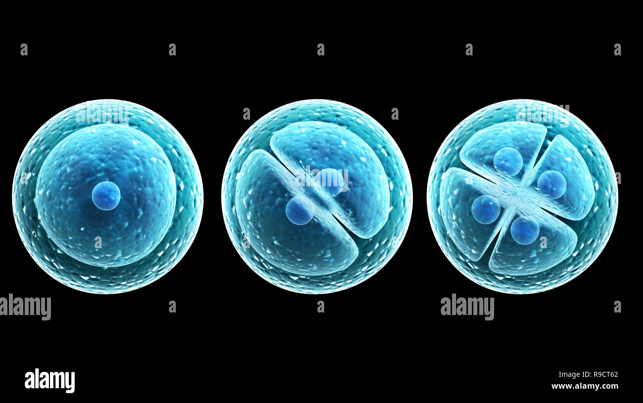Mitosis Cell Division High Resolution Stock Photography and Images - Alamy