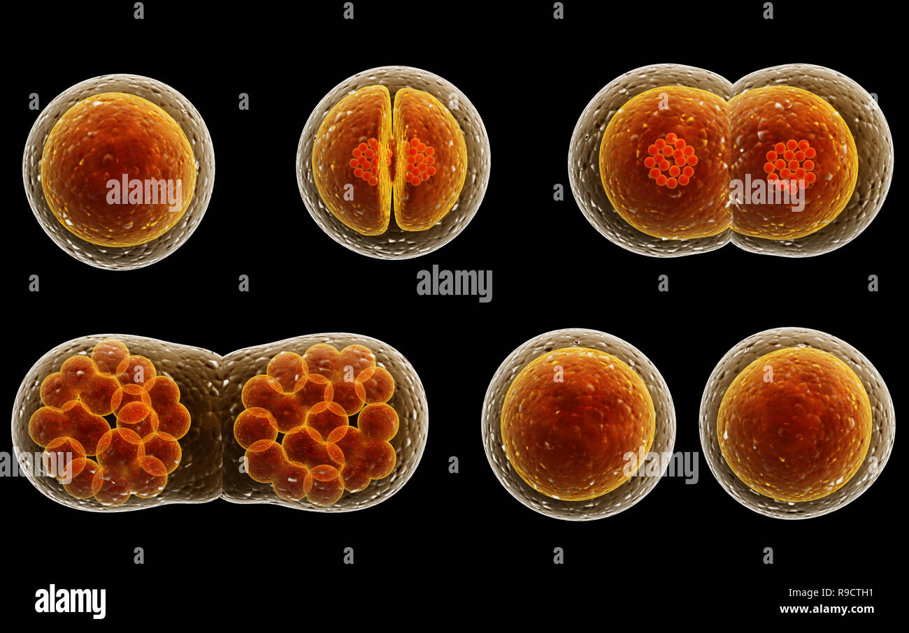 Process division of cell. Isolated on black background Stock Photo - Alamy