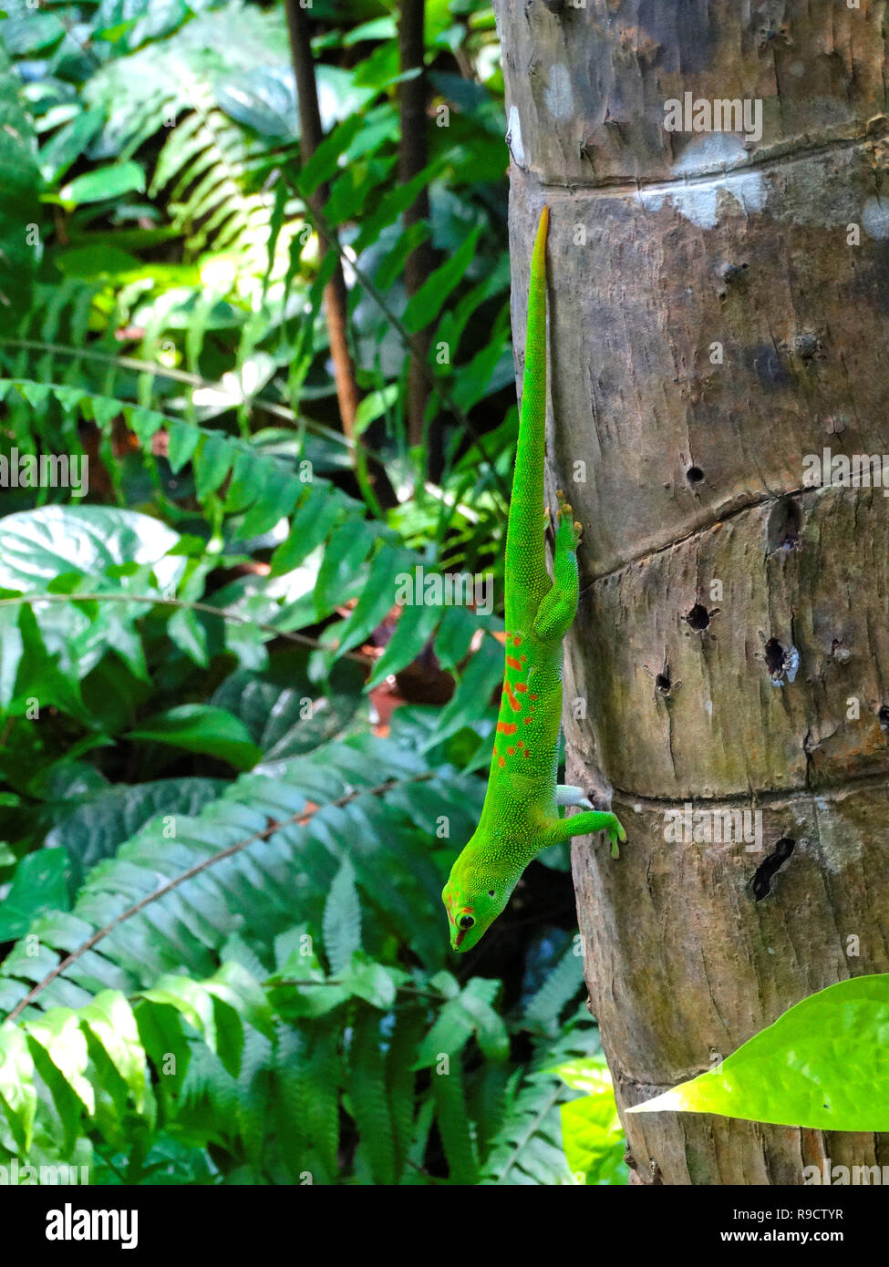 Palm tree gecko hi-res stock photography and images - Alamy