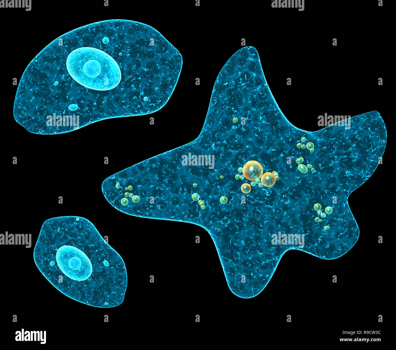 Different amoebas on black background. 3d render Stock Photo - Alamy