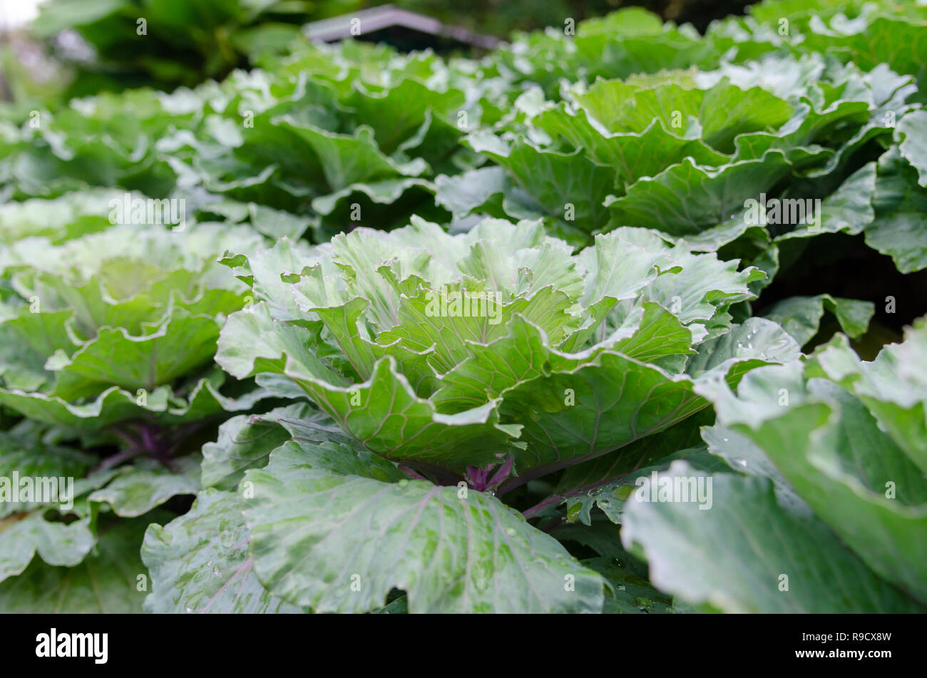 Flowering cabbage in the garden Stock Photo - Alamy