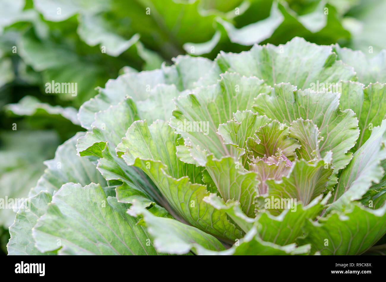 Flowering cabbage in the garden Stock Photo - Alamy