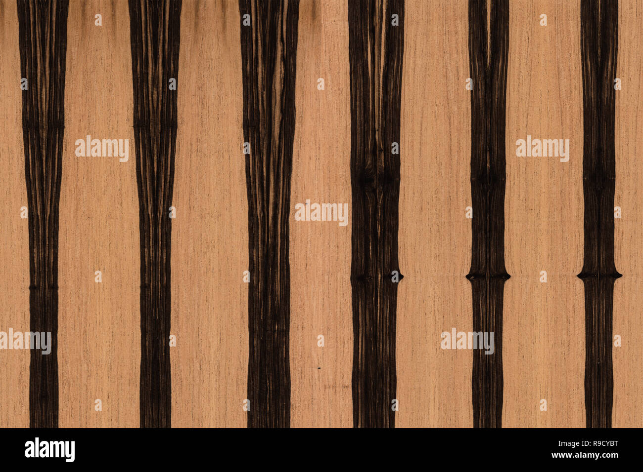 african ebony tree wooden structure texture background wallpaper Stock ...