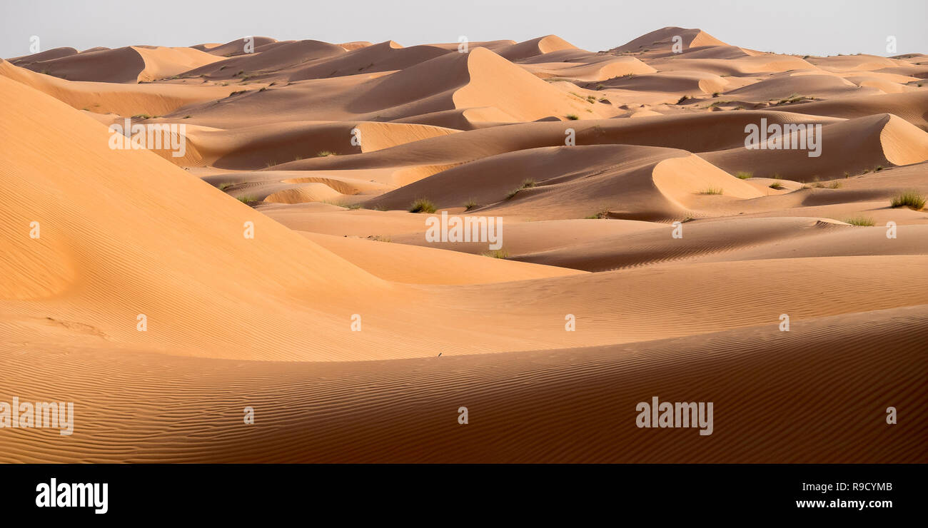 Landscape of Wahiba sands, famous Oman desert destination for safaris ...