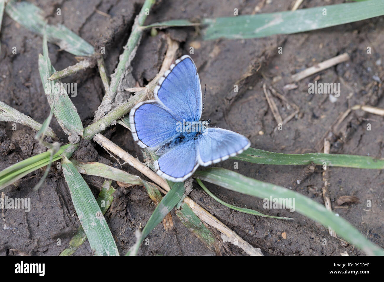 Adonis Blue Butterfly; Polyommatus bellargus Hungary Stock Photo - Alamy