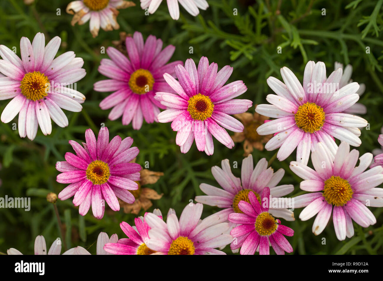 Argyranthemum hi-res stock photography and images - Alamy