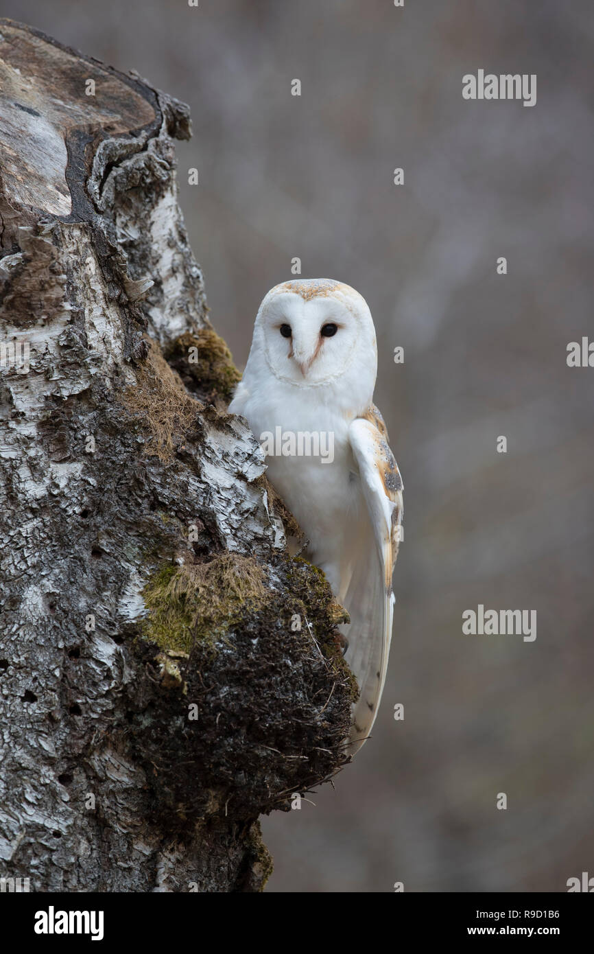 Barn Owl; Tyto alba Single on Tree Scotland; UK Stock Photo - Alamy