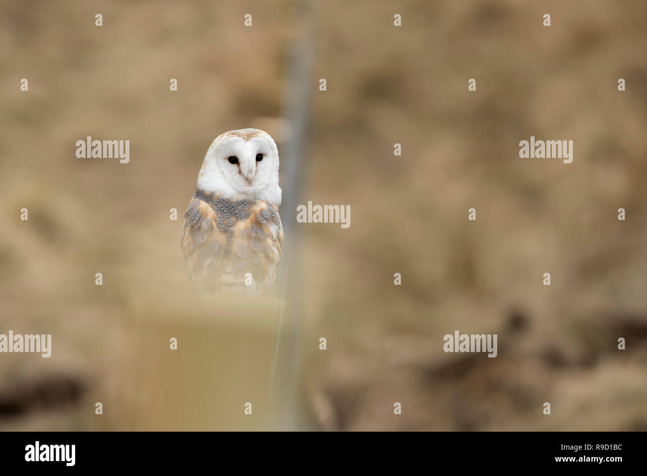 Barn Owl; Tyto alba Single Scotland; UK Stock Photo - Alamy