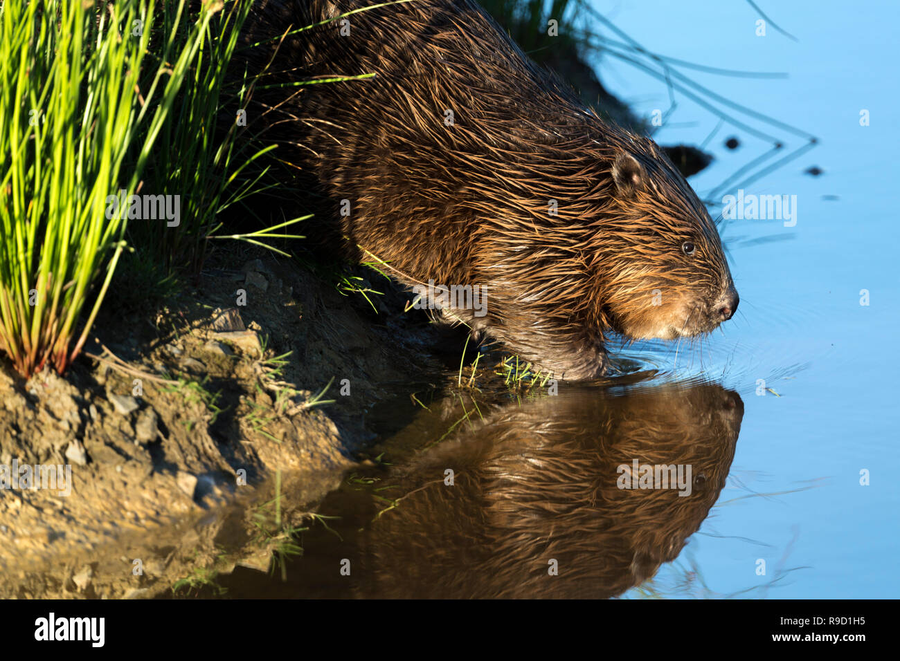 Beaver; Castor fiber; Entering Water; UK Stock Photo - Alamy