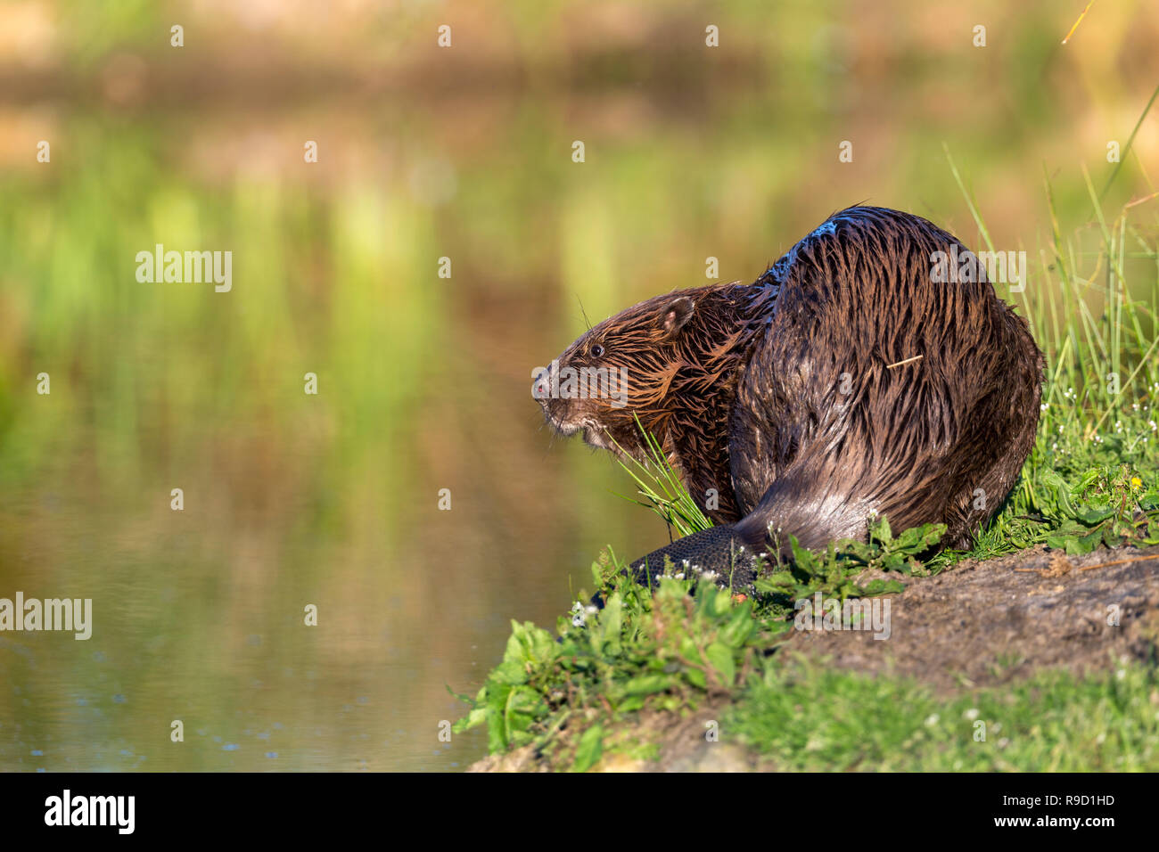 Beaver; Castor fiber; UK Stock Photo - Alamy