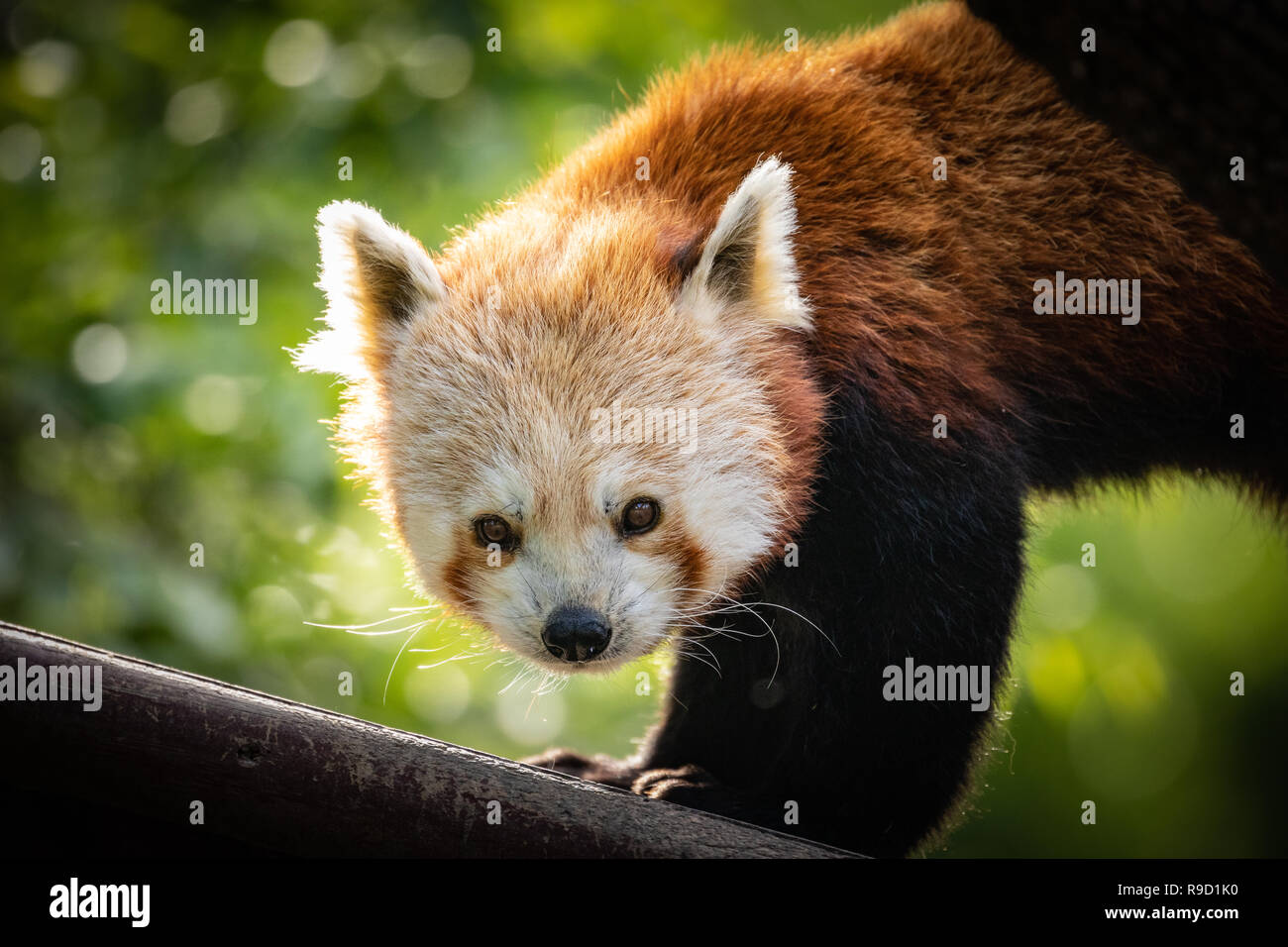 Red panda black background hi-res stock photography and images - Alamy