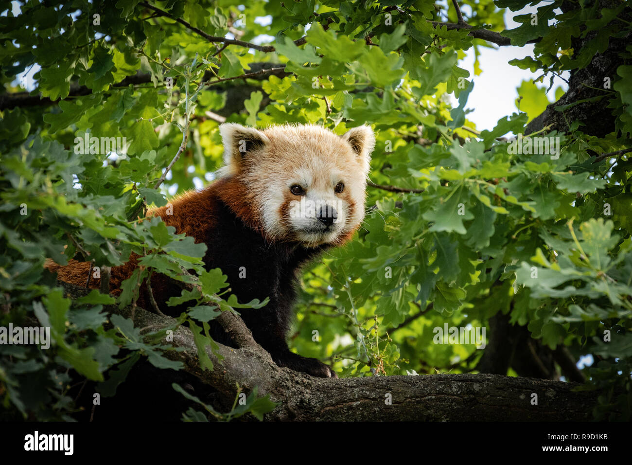 Wild red panda portrait hi-res stock photography and images - Alamy