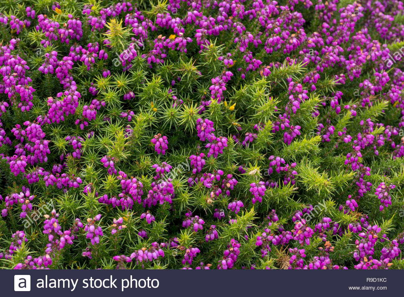 Bell Heather Stock Photos & Bell Heather Stock Images - Alamy