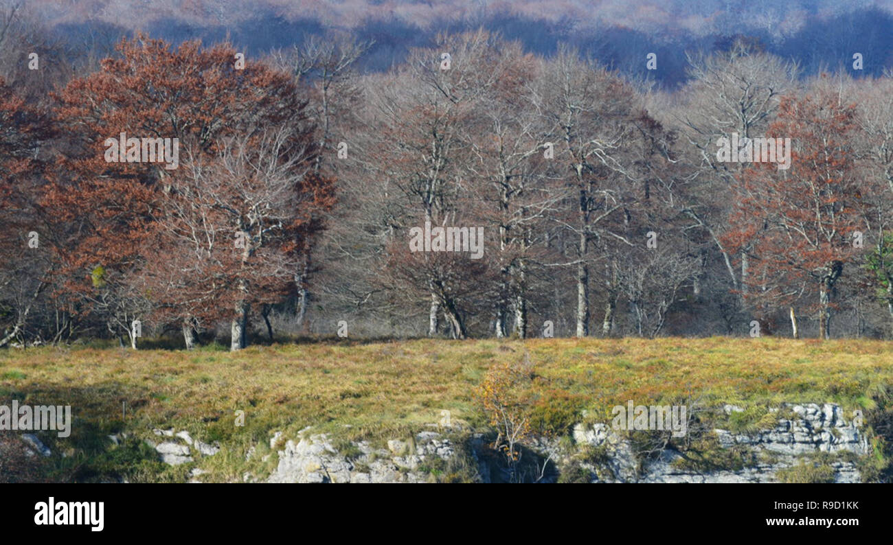 Beech forests hanging on the edge of the cliffs at the Delika canyon ...