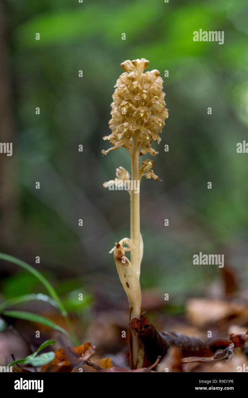 Birds Nest Orchid; Neottia nidus-avis Flower Surrey; UK Stock Photo - Alamy