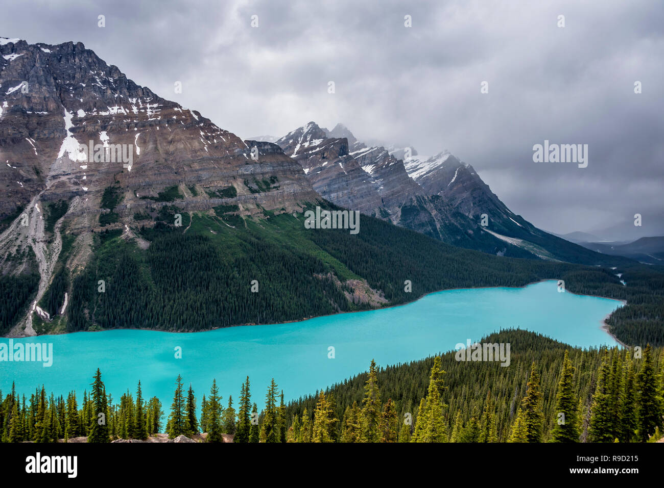 Banff trees hi-res stock photography and images - Alamy