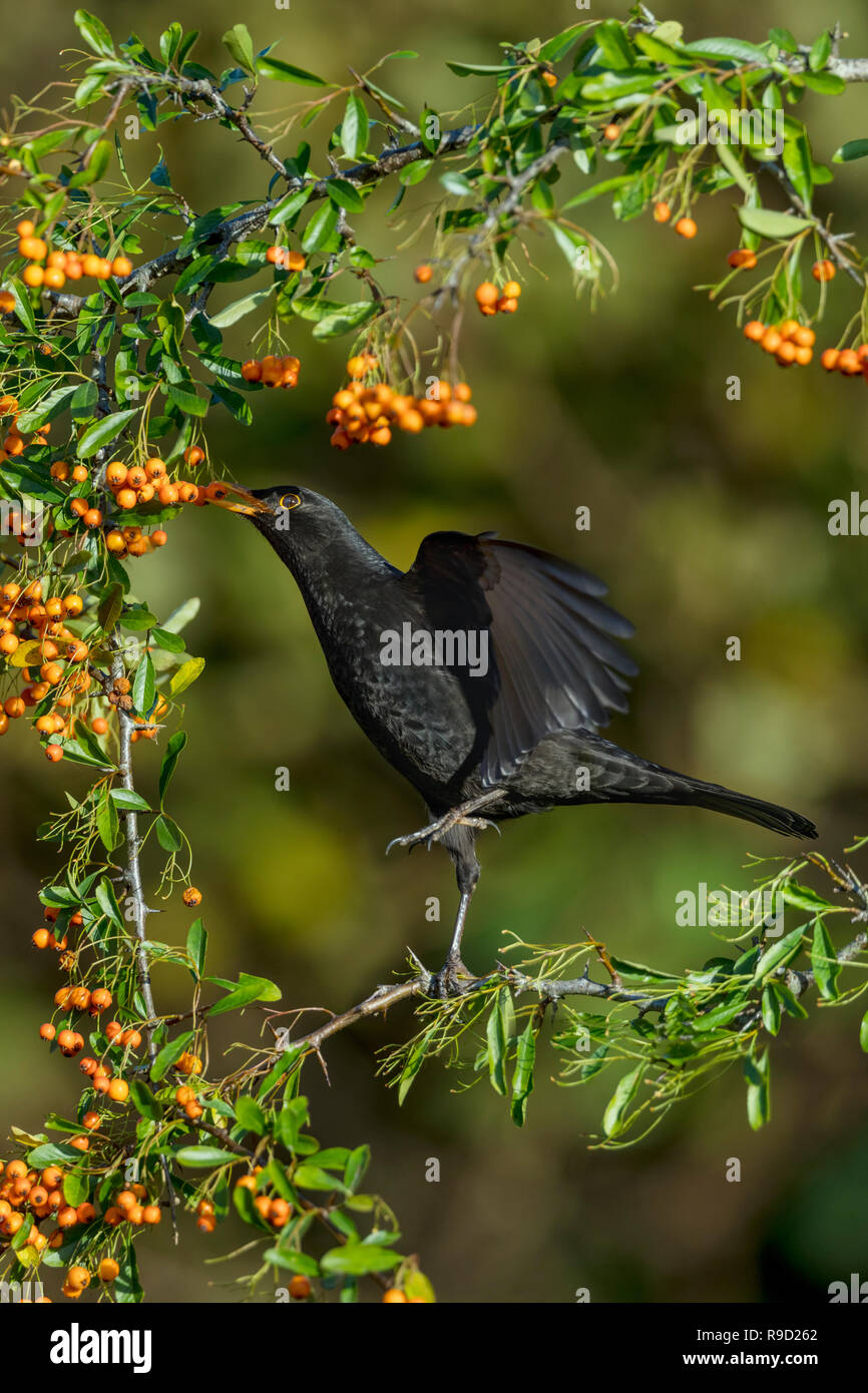 Blackbird eating autumn berries hi-res stock photography and images - Alamy