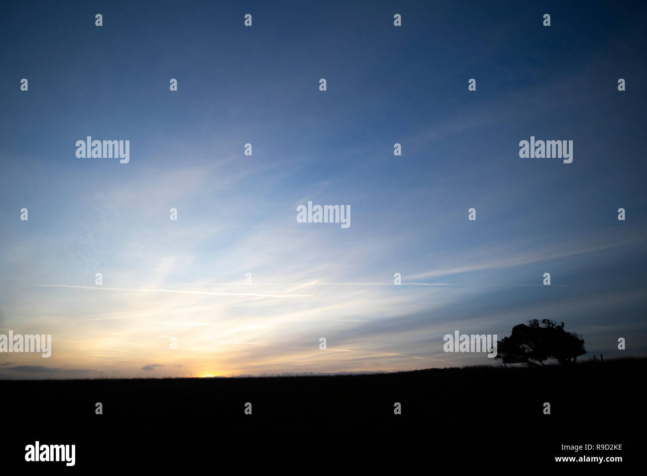 Silhouetted windswept stunted tree on farm grassland field in rural ...