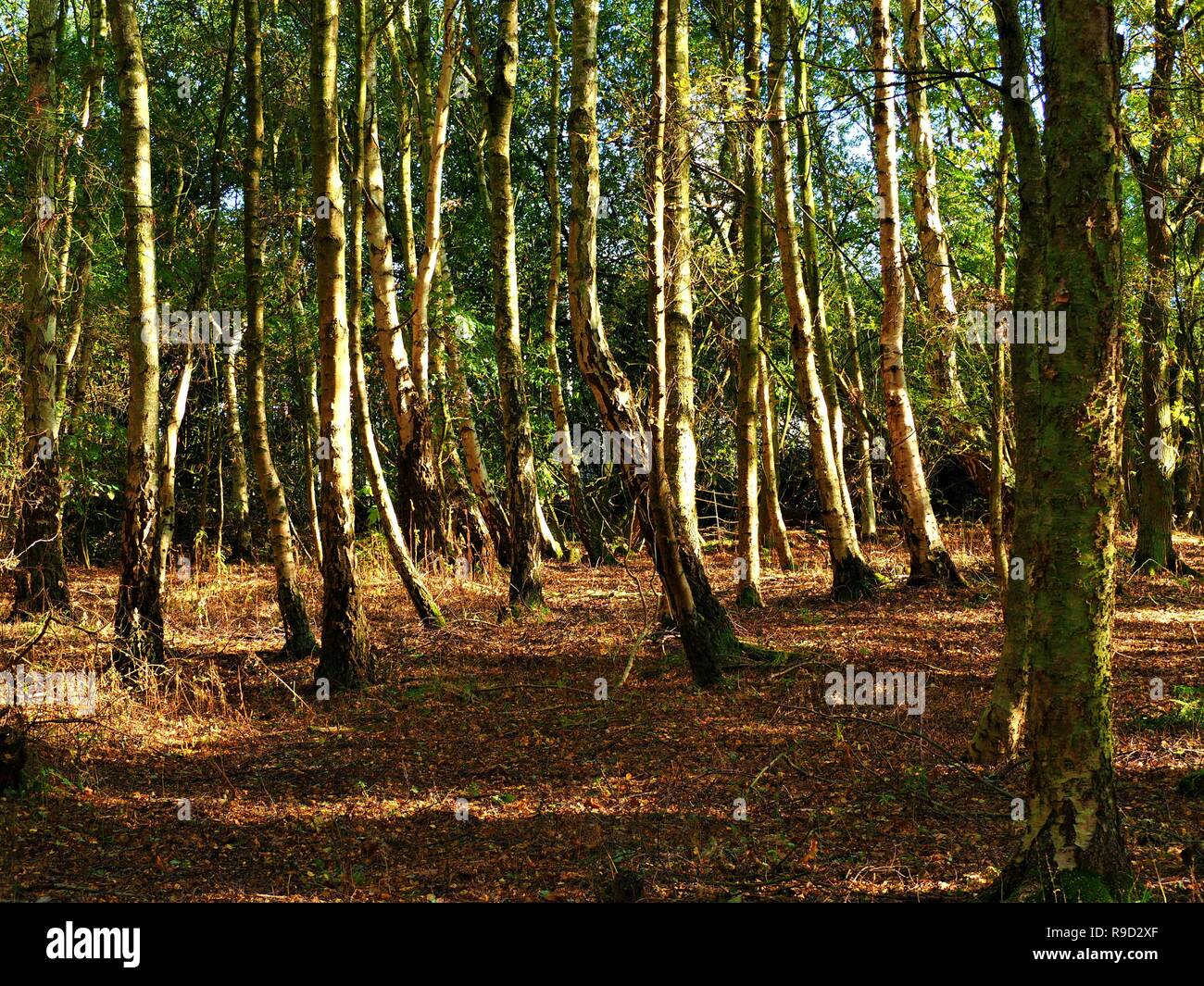 Tree trunks in woods at Barlow Common nature reserve, Yorkshire ...