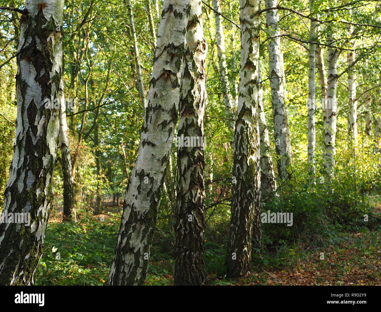 Silver birch tree trunks in woods at Barlow Common nature reserve ...