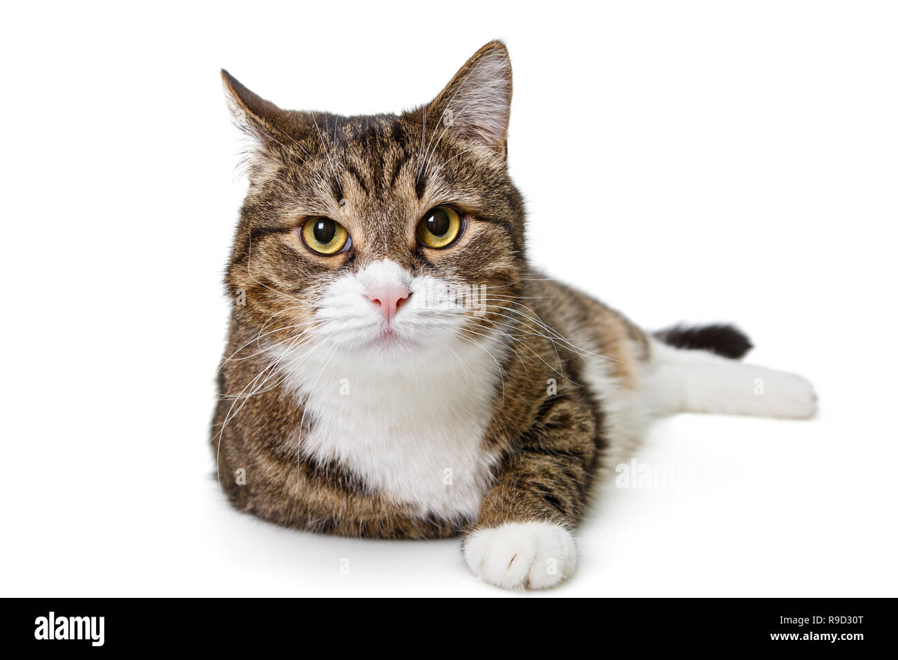 Big fat white cat hi-res stock photography and images - Alamy