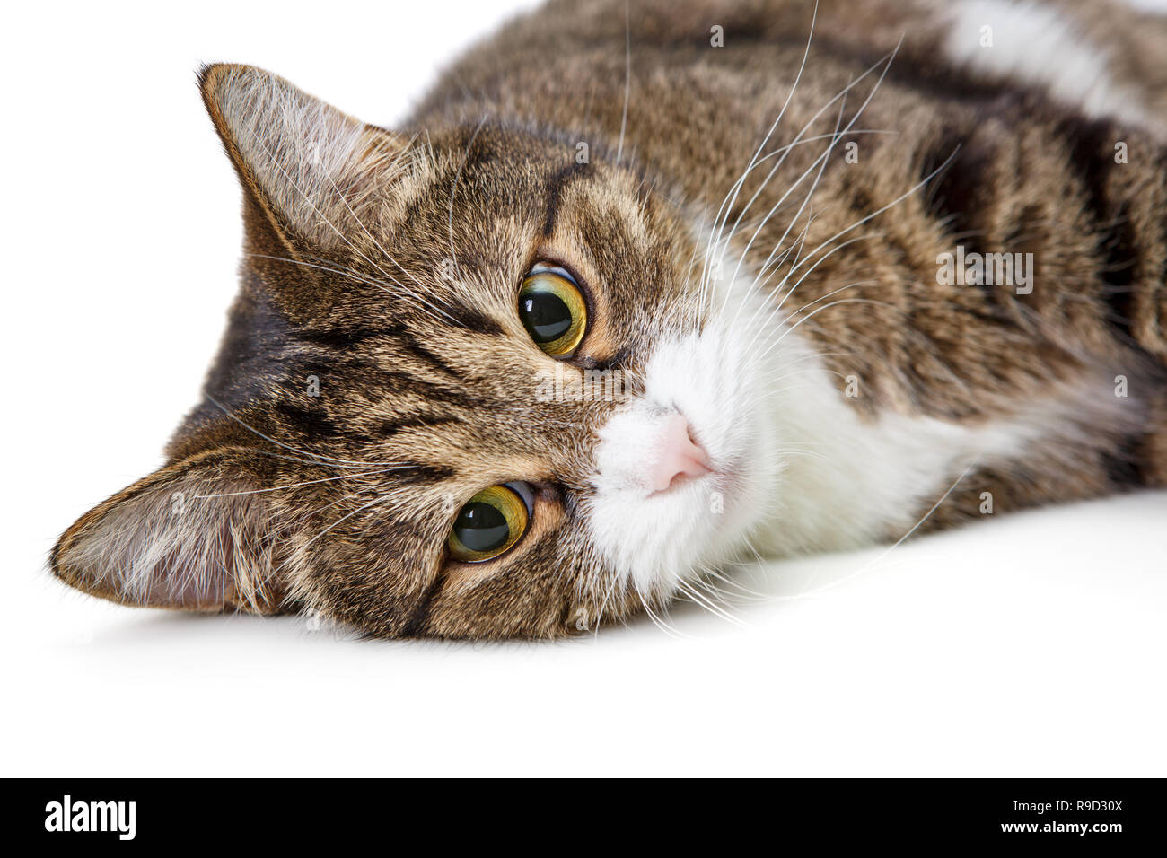 Big fat white cat hi-res stock photography and images - Alamy