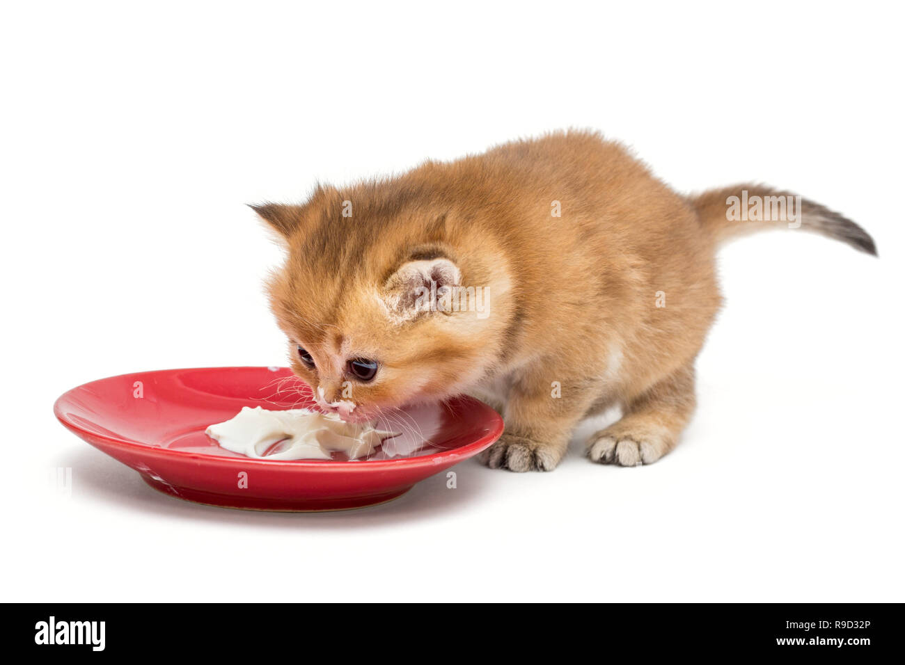 Little kitten eating food hi-res stock photography and images - Alamy