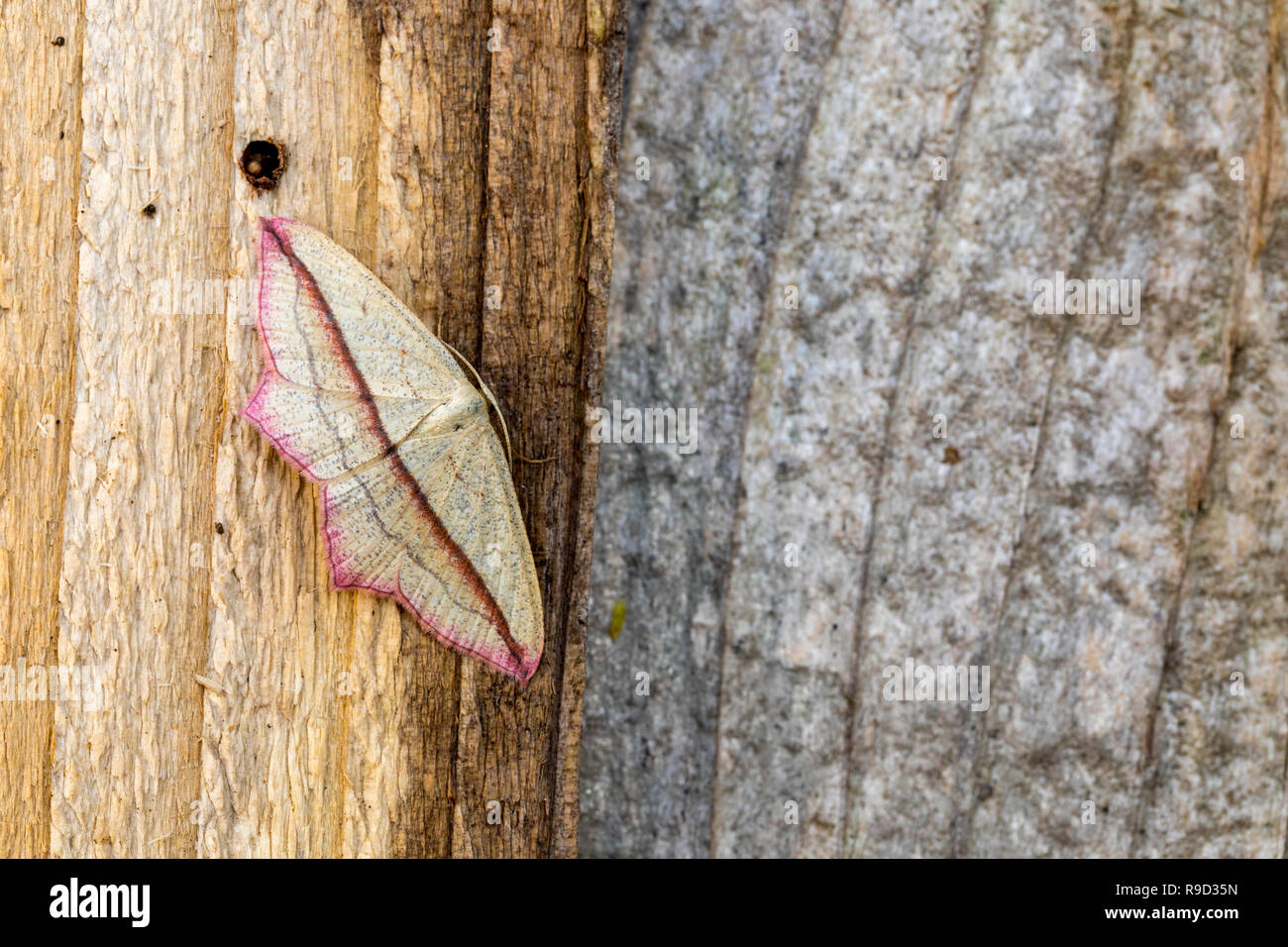Blood Vein Moth; Timandra comae Cornwall; UK Stock Photo - Alamy