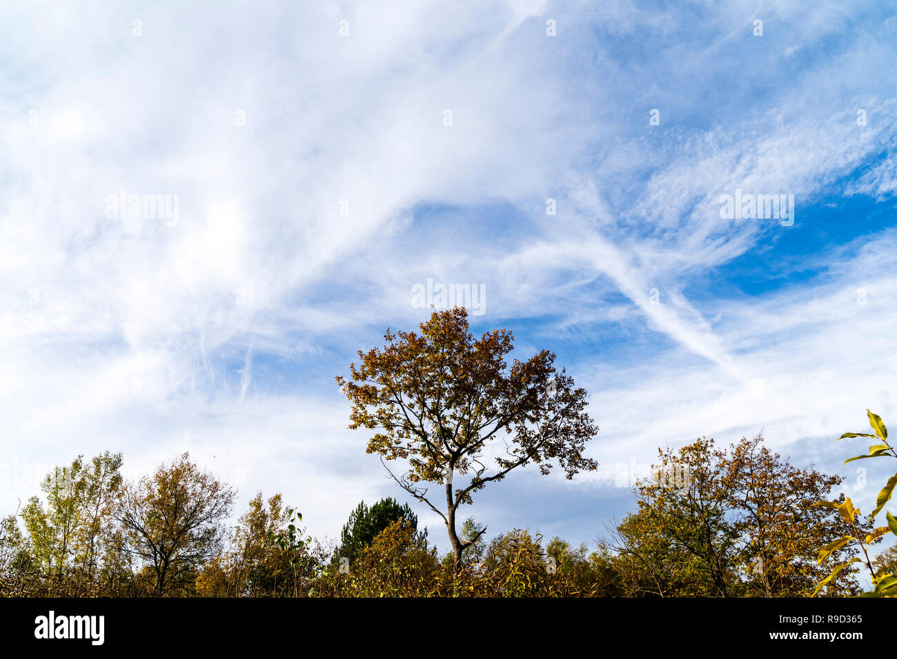 Above tree tops hi-res stock photography and images - Alamy
