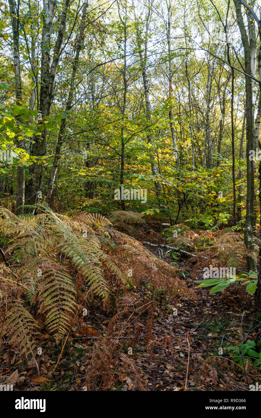 English woodland ferns hi-res stock photography and images - Alamy